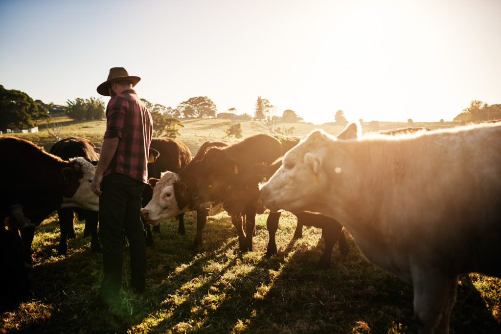 Products - Energy | GrainCorp